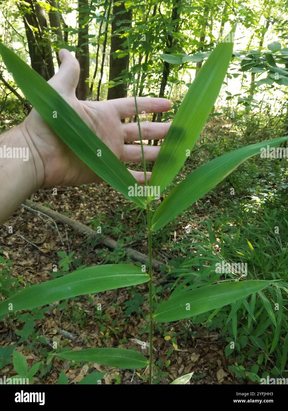 switch cane (Arundinaria tecta Stock Photo - Alamy