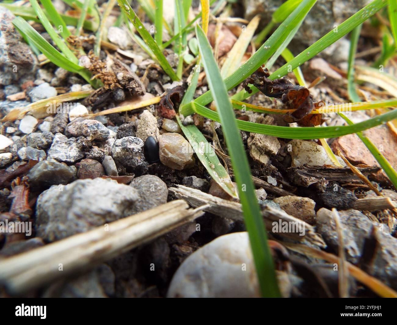 Crypticus hi-res stock photography and images - Alamy