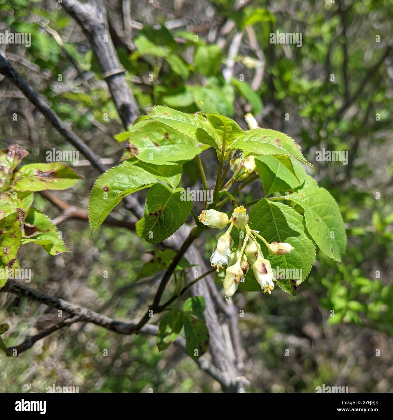 American bladdernut (Staphylea trifolia Stock Photo - Alamy