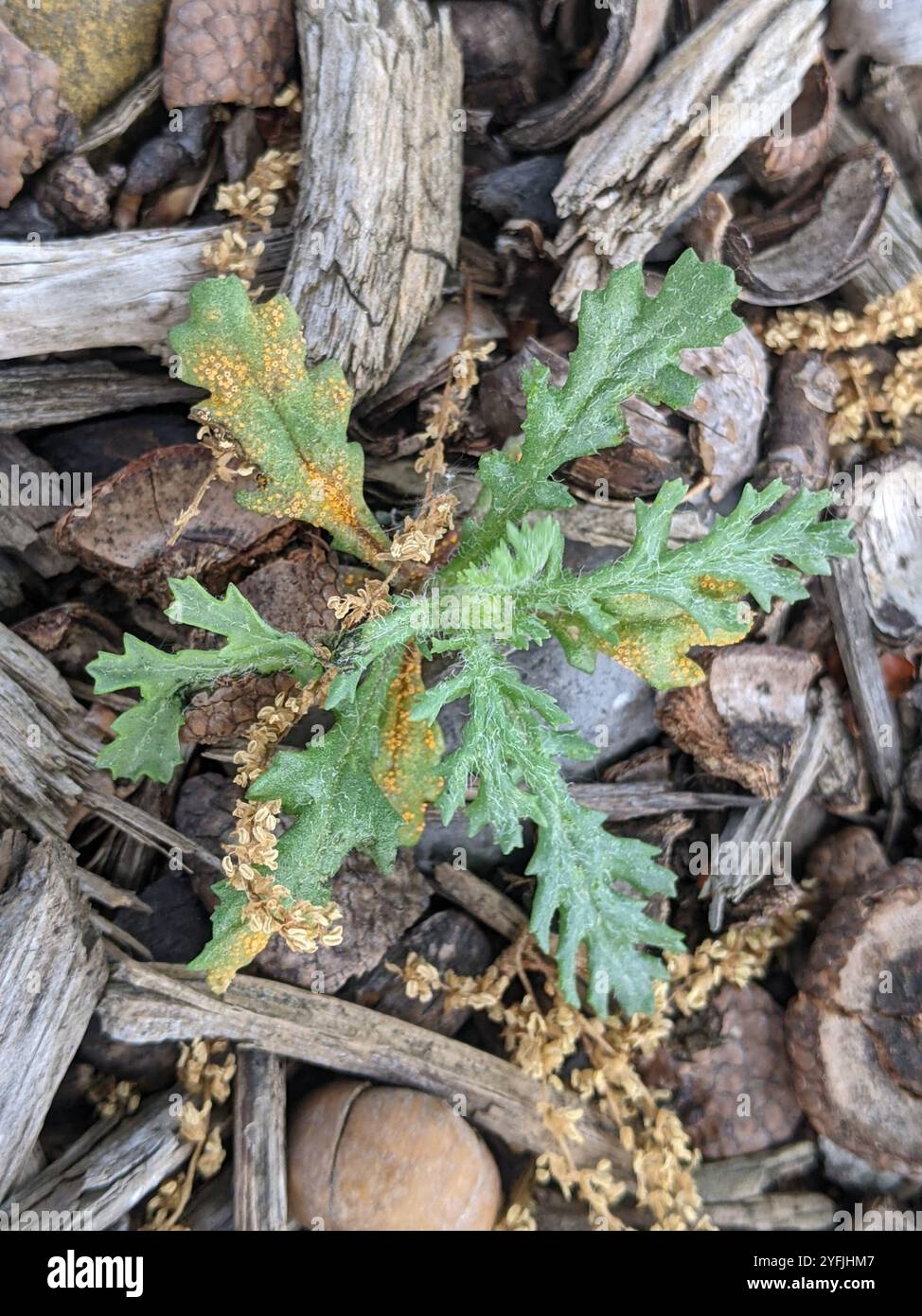 Groundsel crown rust (Puccinia lagenophorae Stock Photo - Alamy
