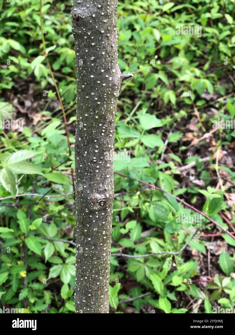 white ash (Fraxinus americana Stock Photo - Alamy