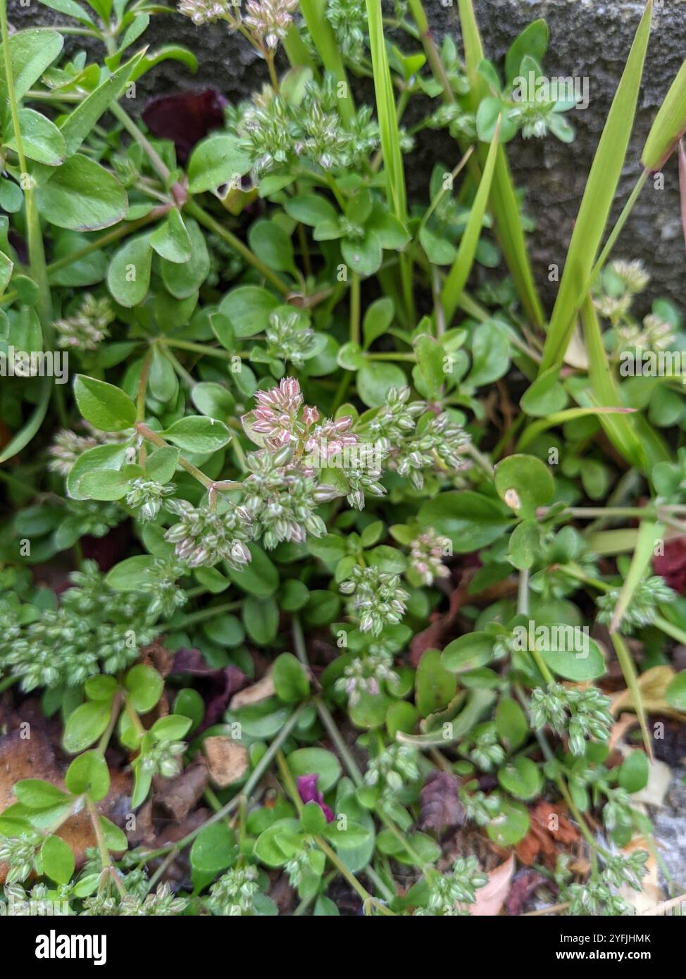 Polycarpon tetraphyllum hi-res stock photography and images - Alamy