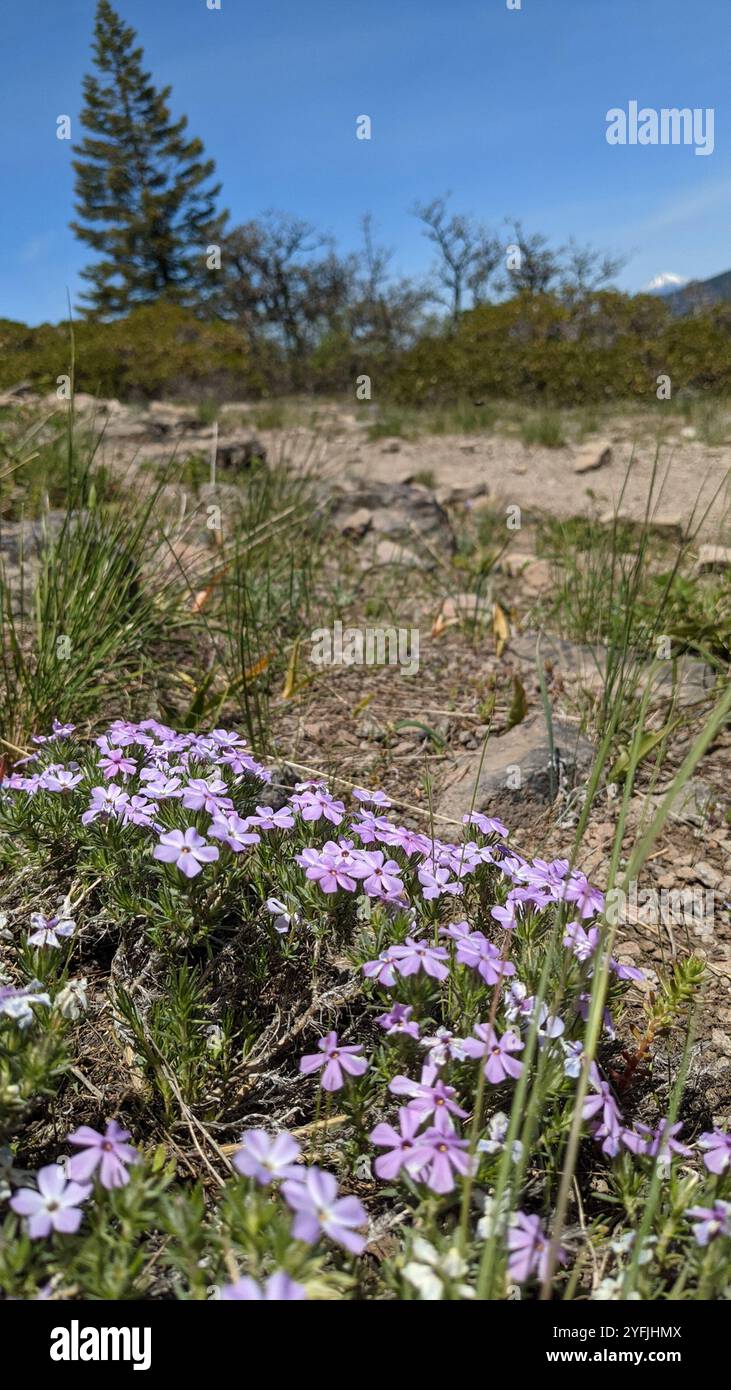 spreading phlox (Phlox diffusa Stock Photo - Alamy