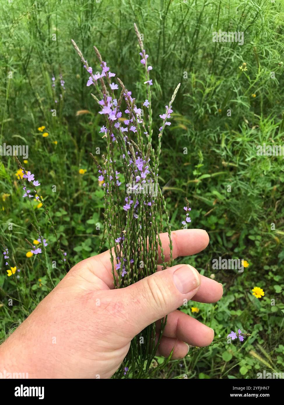 Texas vervain hi-res stock photography and images - Alamy