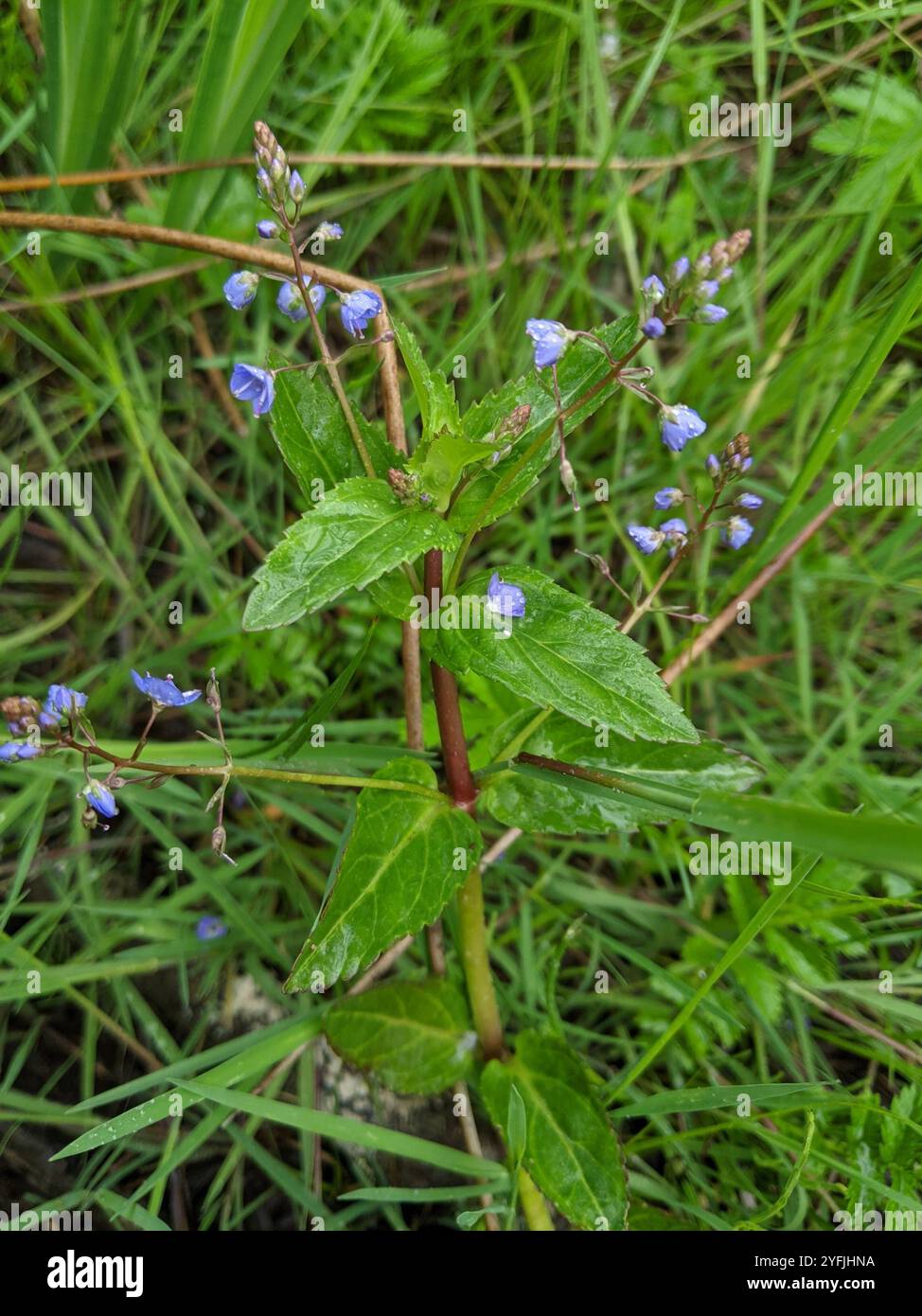 American brooklime (Veronica americana Stock Photo - Alamy
