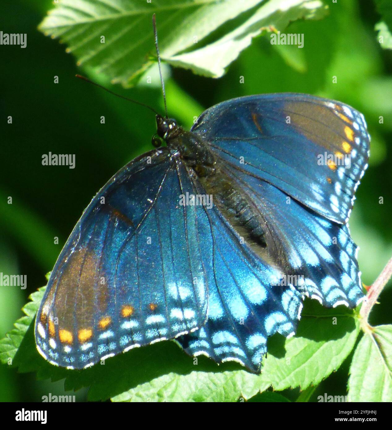 Red-spotted Purple (Limenitis arthemis astyanax Stock Photo - Alamy