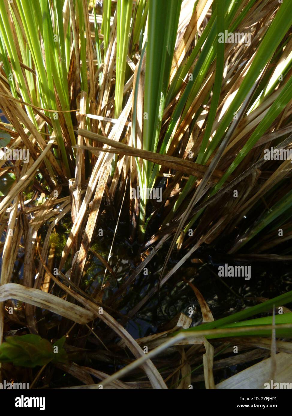 lesser pond sedge (Carex acutiformis Stock Photo - Alamy