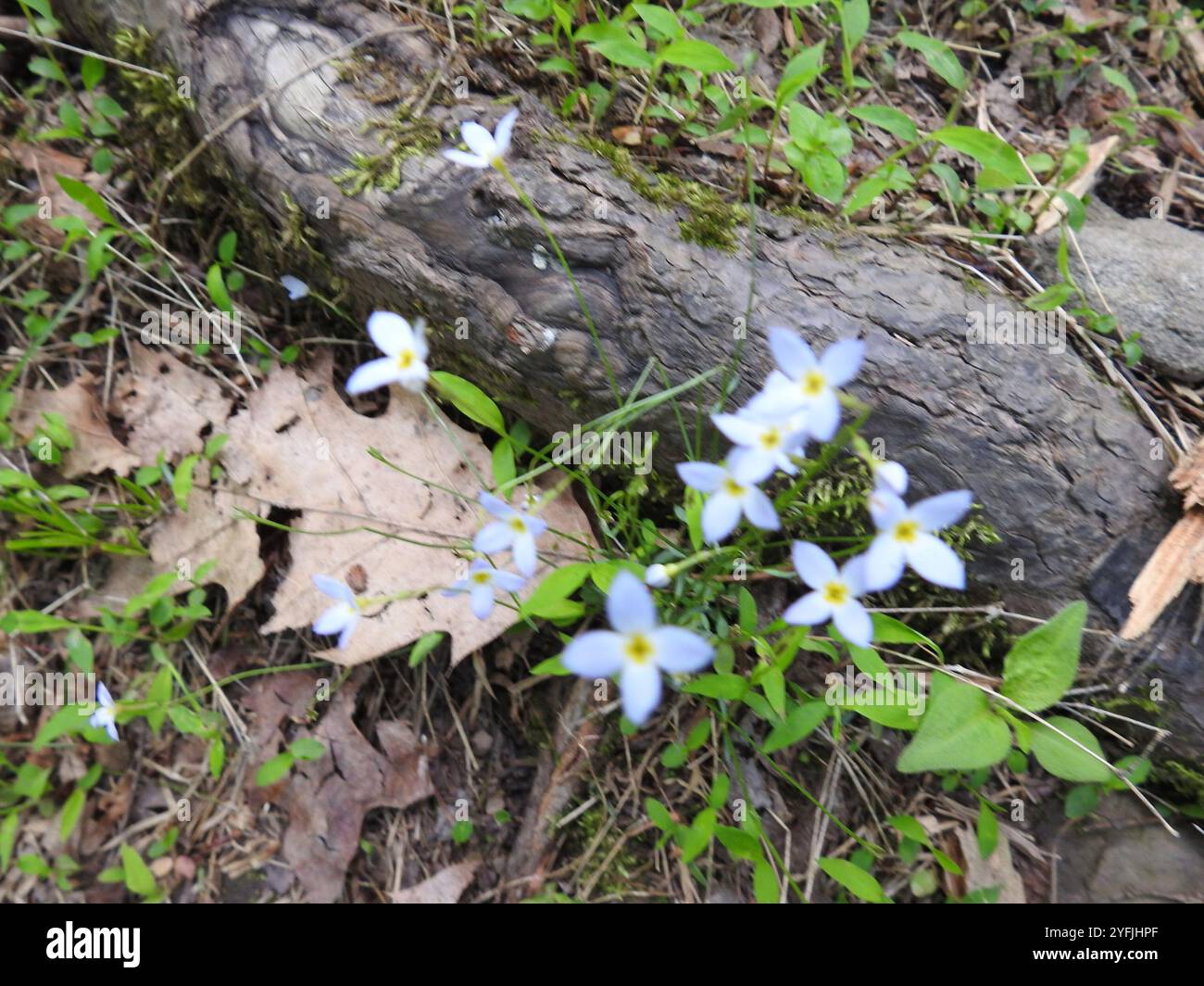 azure bluet (Houstonia caerulea Stock Photo - Alamy