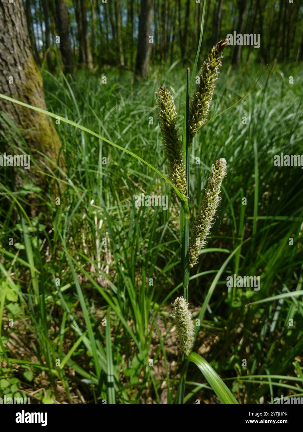 lesser pond sedge (Carex acutiformis Stock Photo - Alamy
