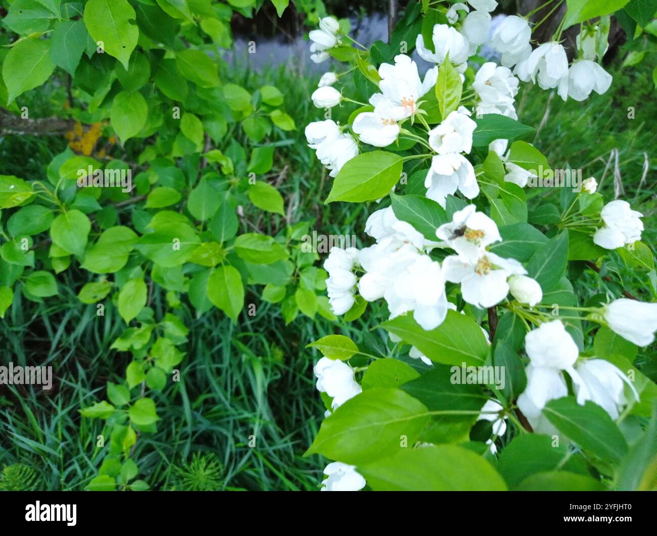 Siberian crabapple (Malus baccata Stock Photo - Alamy