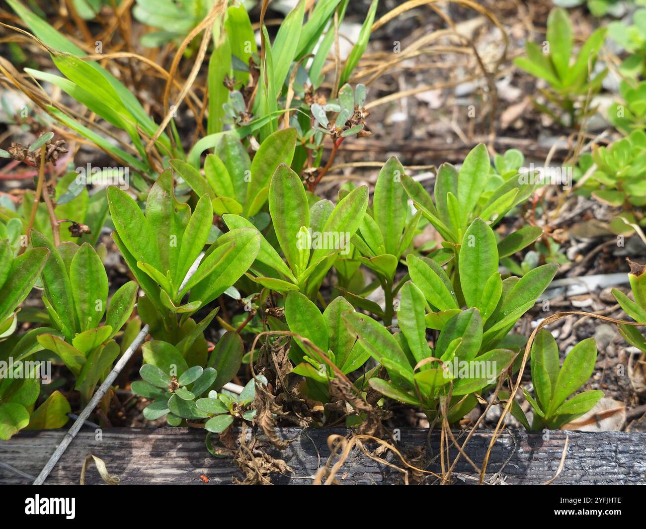 Philippine spinach (Talinum fruticosum Stock Photo - Alamy