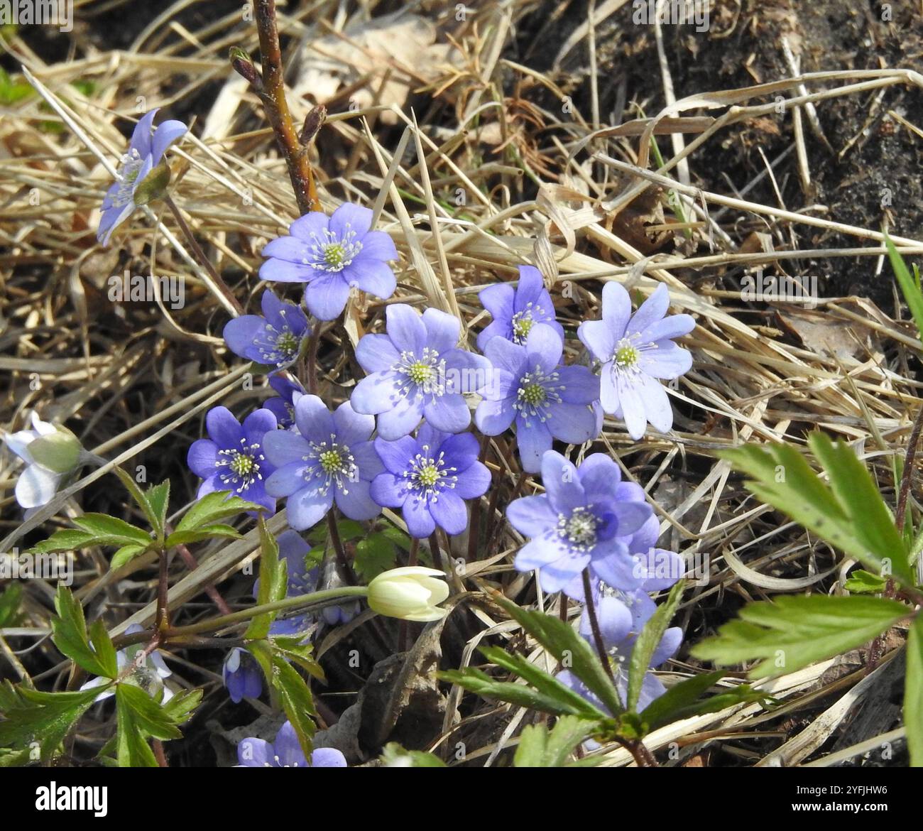 Liverleaf (Hepatica nobilis Stock Photo - Alamy