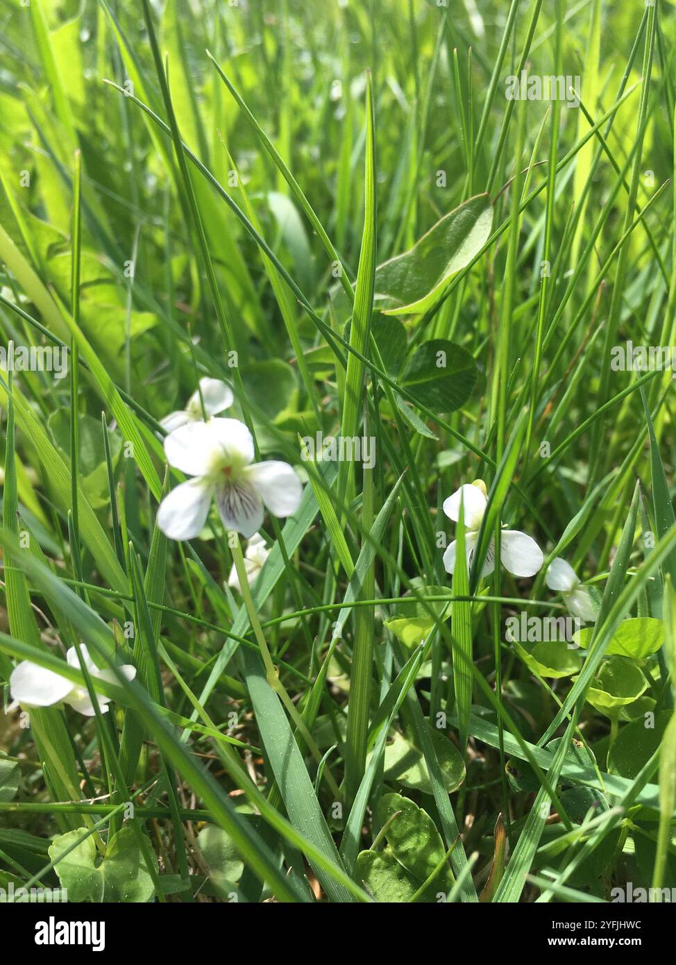 northern white violet (Viola minuscula Stock Photo - Alamy
