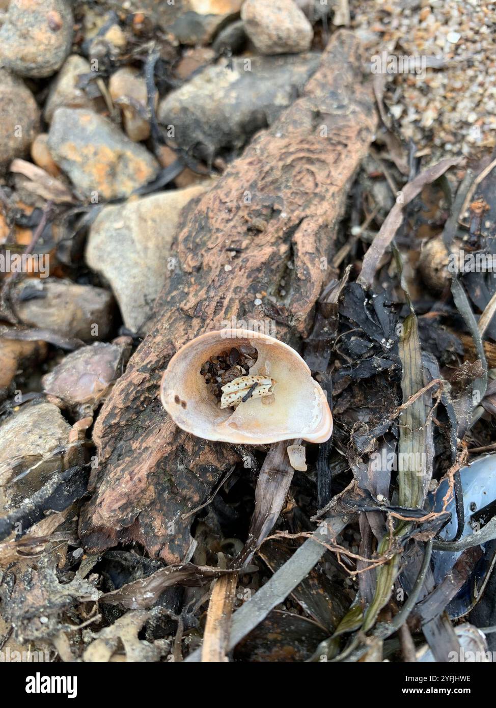 Common Atlantic Slippersnail (Crepidula fornicata Stock Photo - Alamy