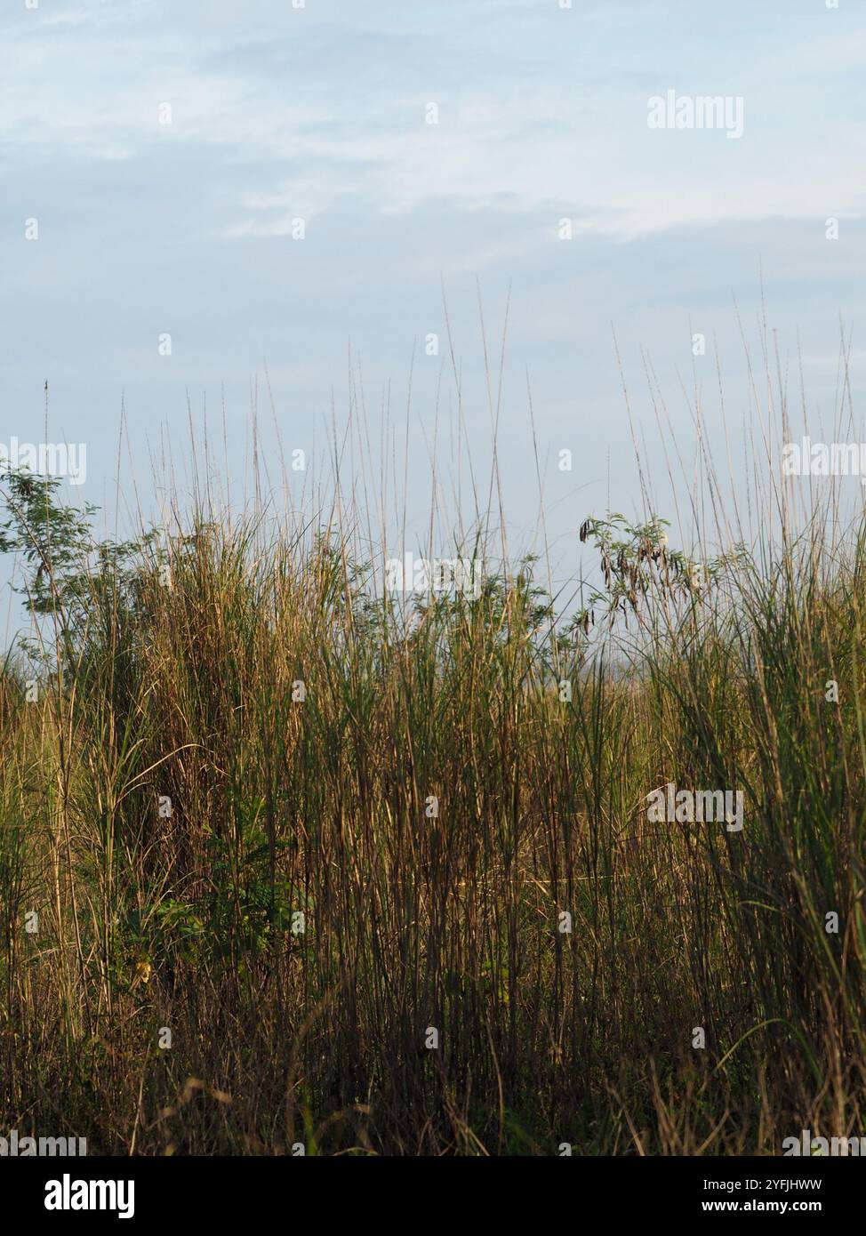 Wild Cane (Saccharum spontaneum Stock Photo - Alamy