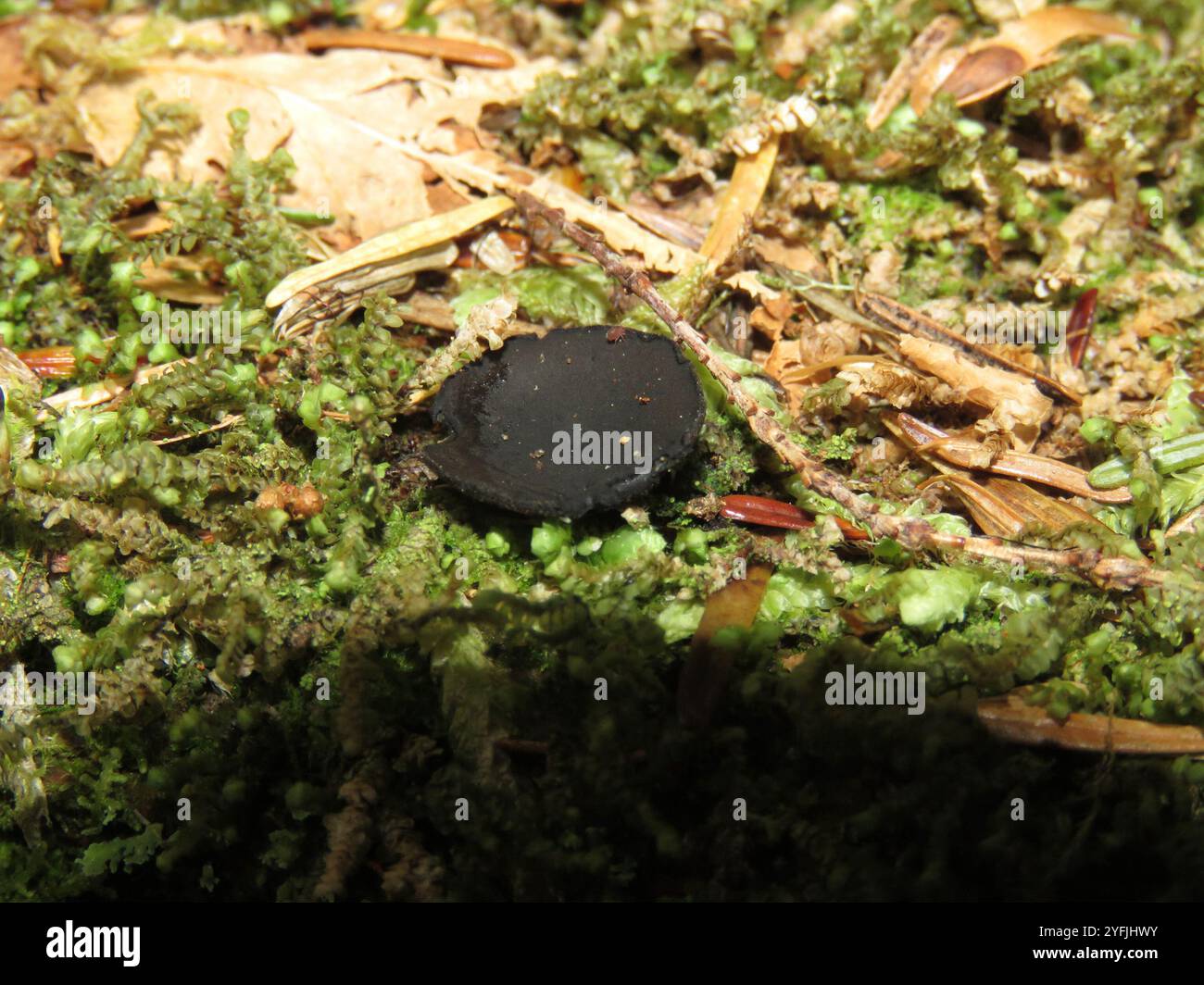 Plectania hi-res stock photography and images - Alamy