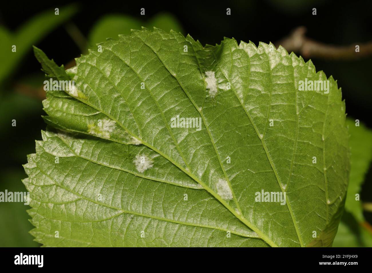 Lime felt gall mite hi-res stock photography and images - Alamy