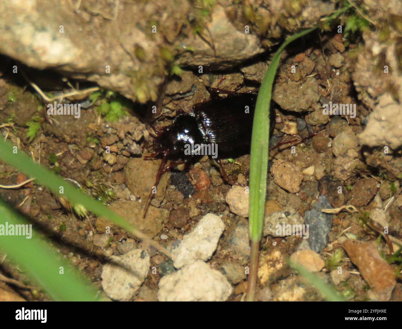 Gazelle Beetles (Nebria Stock Photo - Alamy