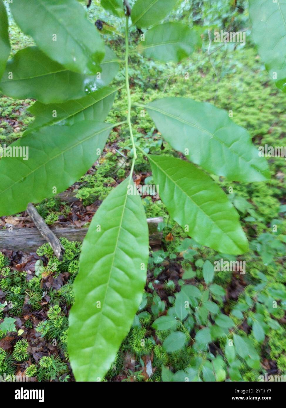 sourwood (Oxydendrum arboreum Stock Photo - Alamy