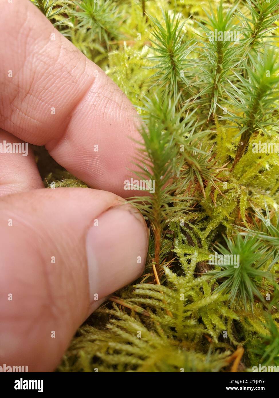 juniper haircap moss (Polytrichum juniperinum Stock Photo - Alamy