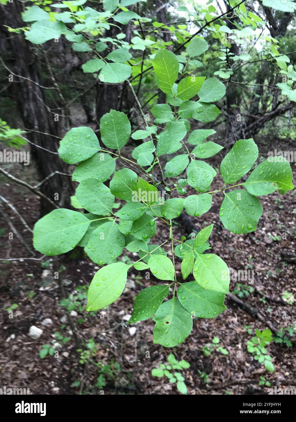 Texas ash (Fraxinus albicans Stock Photo - Alamy
