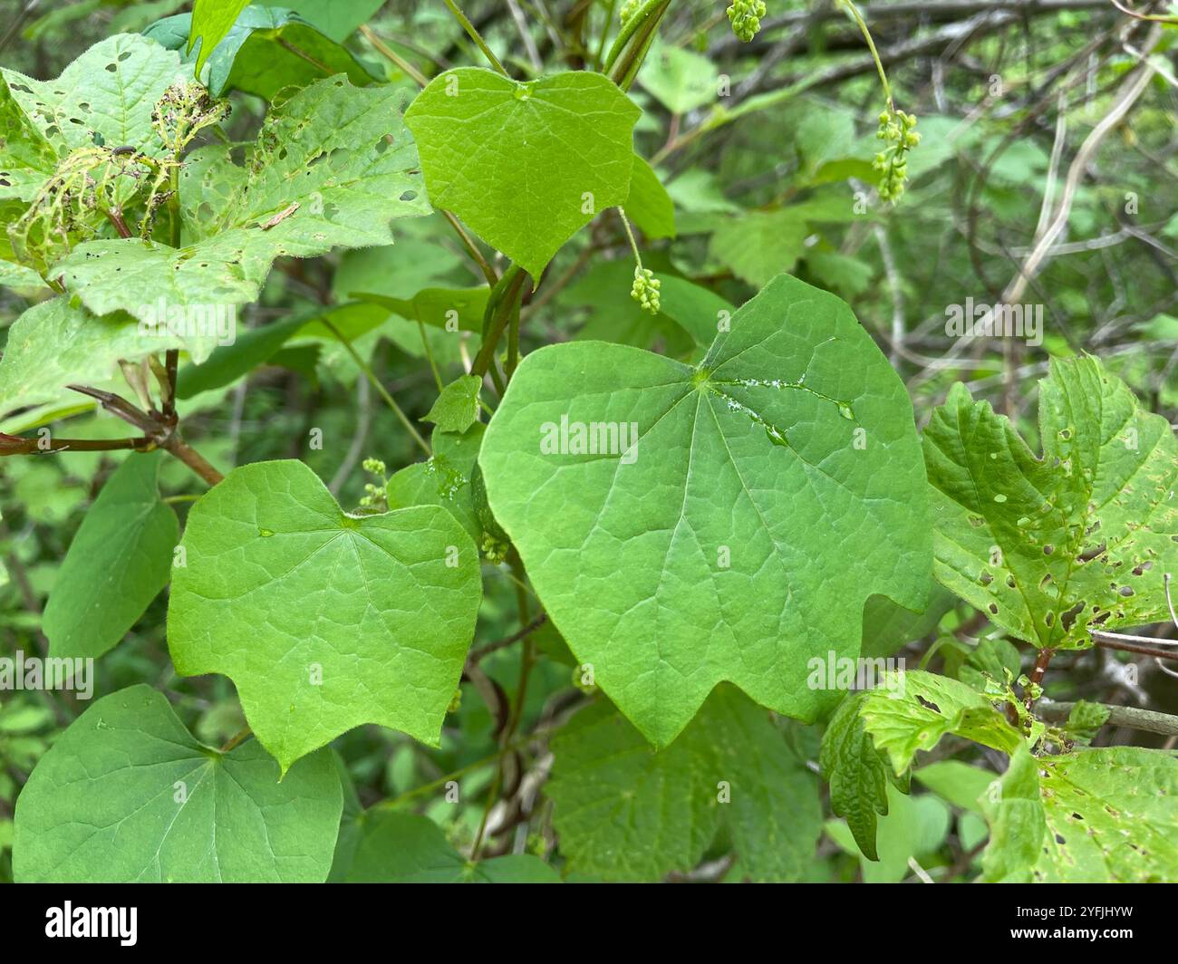 moonseed (Menispermum canadense Stock Photo - Alamy