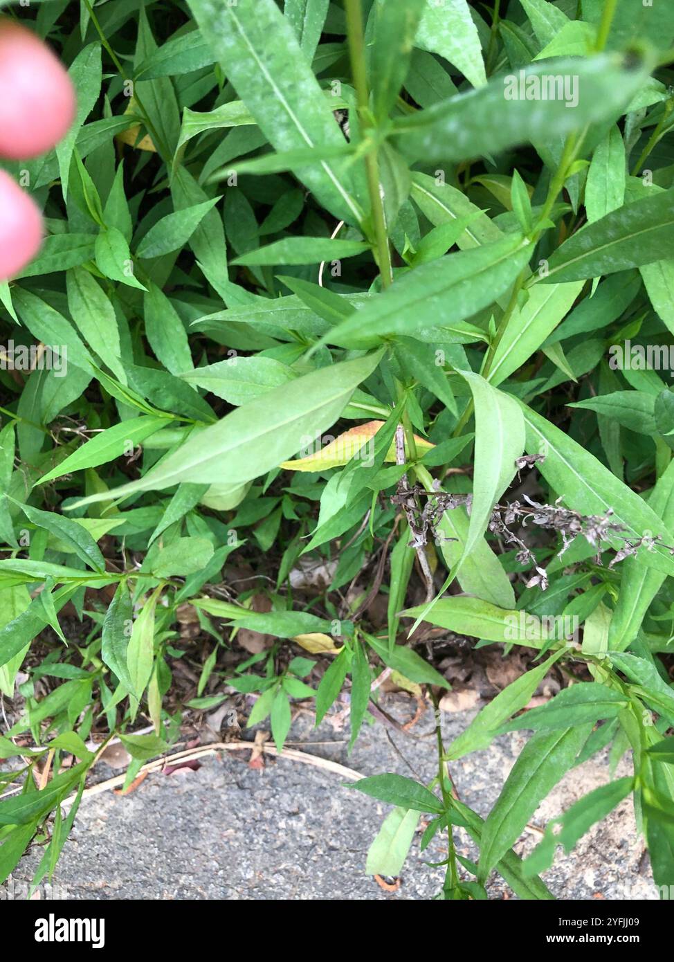 Alligatorweed (Alternanthera philoxeroides Stock Photo - Alamy