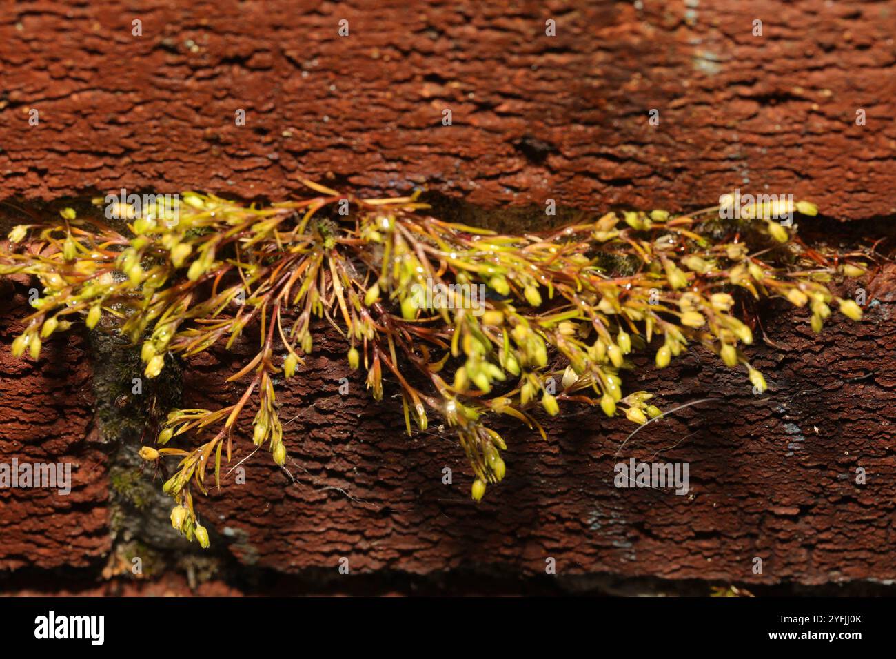 Procumbent Pearlwort (Sagina procumbens Stock Photo - Alamy
