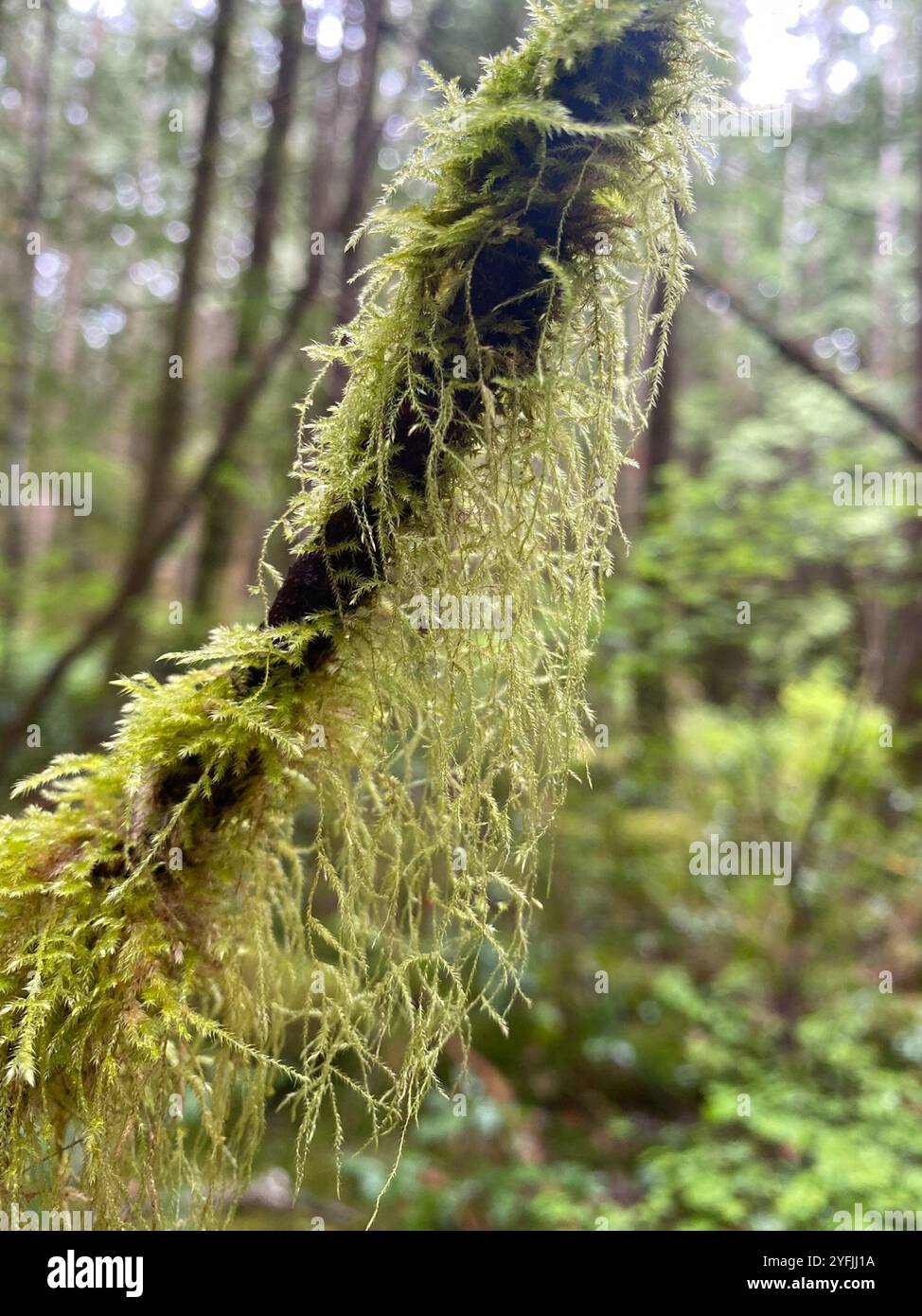 Cat's Tail Moss (Pseudisothecium stoloniferum Stock Photo - Alamy