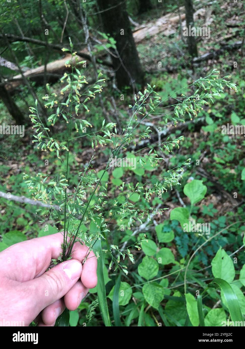 Clustered Fescue (Festuca paradoxa Stock Photo - Alamy