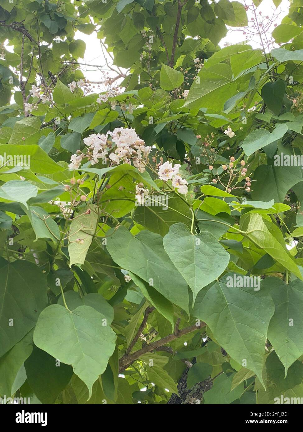 southern catalpa (Catalpa bignonioides Stock Photo - Alamy