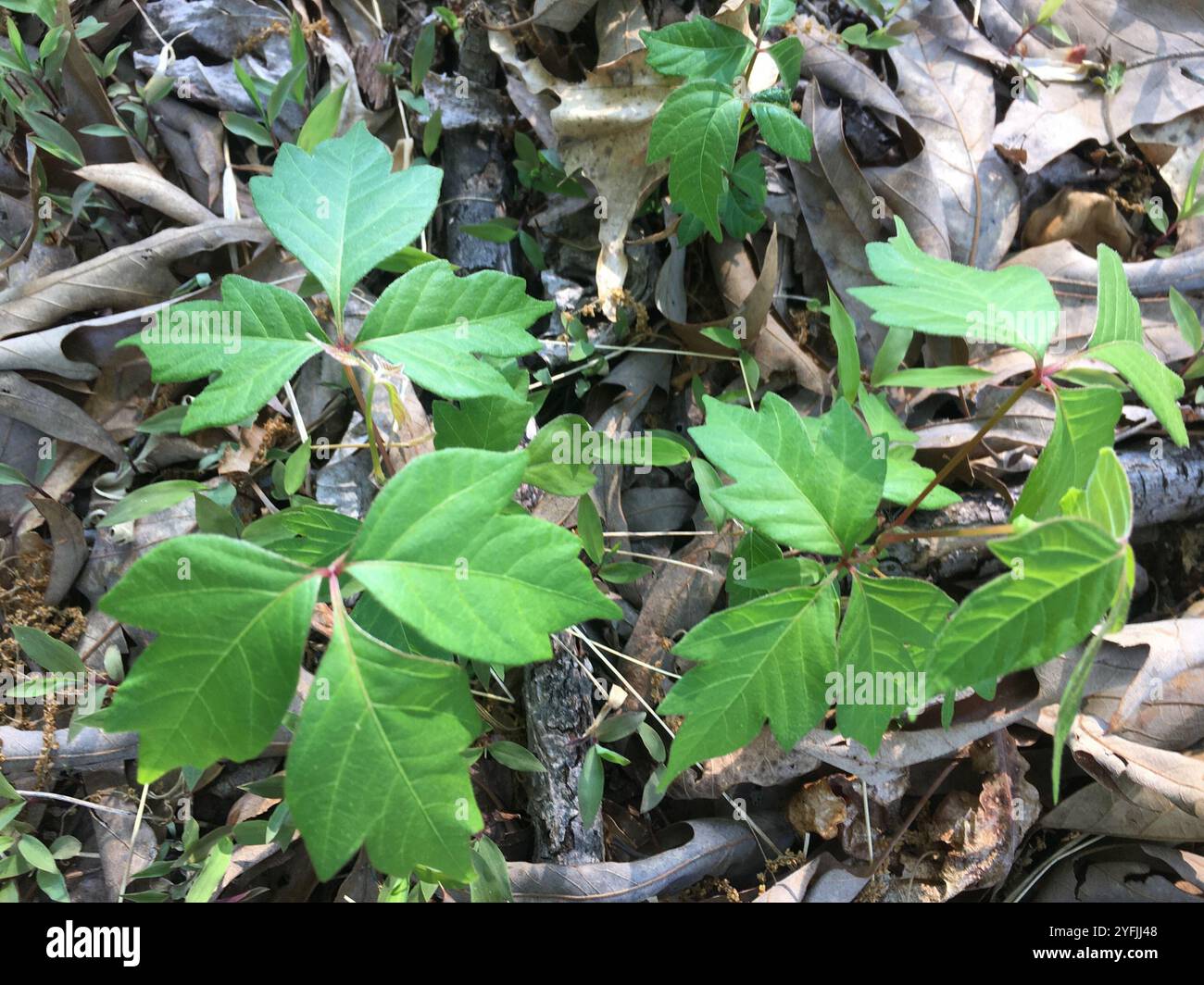 eastern poison ivy (Toxicodendron radicans Stock Photo - Alamy