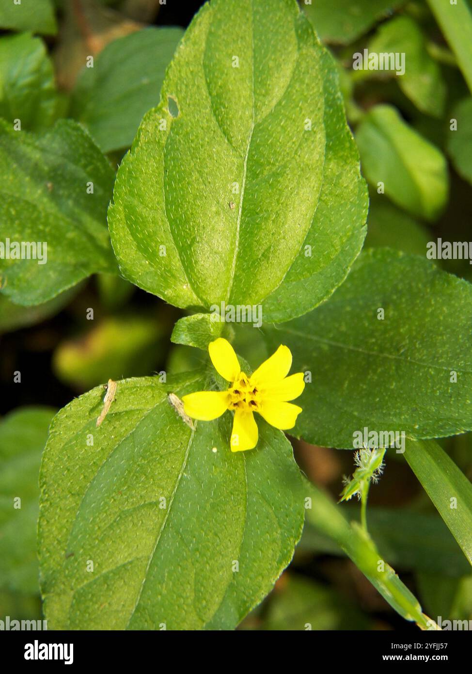 straggler daisy (Calyptocarpus vialis Stock Photo - Alamy