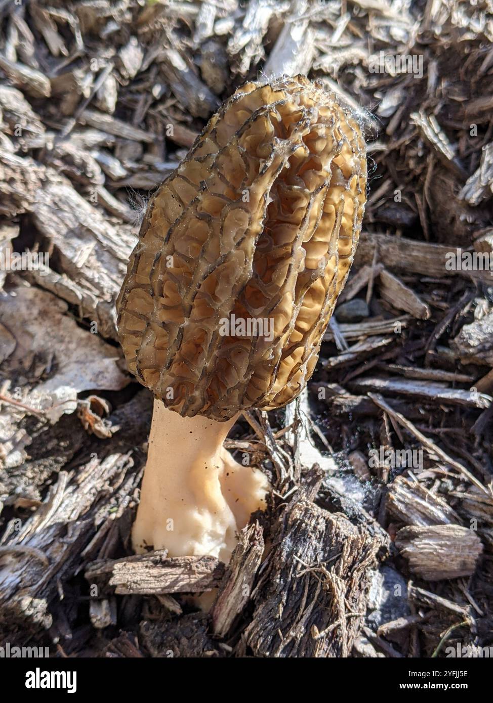 Landscaping Black Morel (Morchella importuna Stock Photo - Alamy