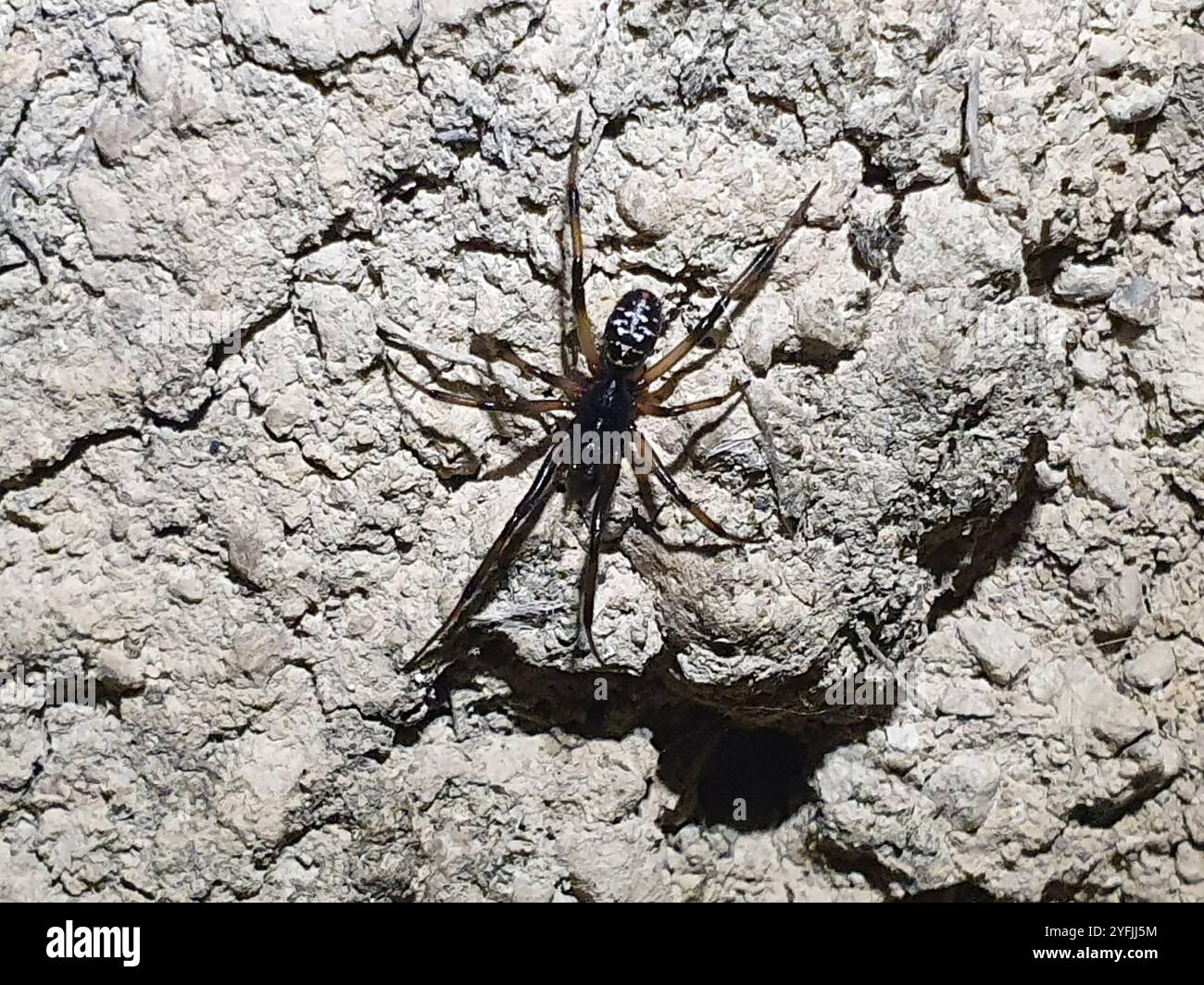 Black Cobweb Spider (Steatoda capensis Stock Photo - Alamy