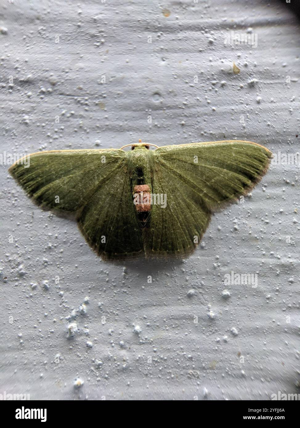 Geometer Moths (Geometridae Stock Photo - Alamy