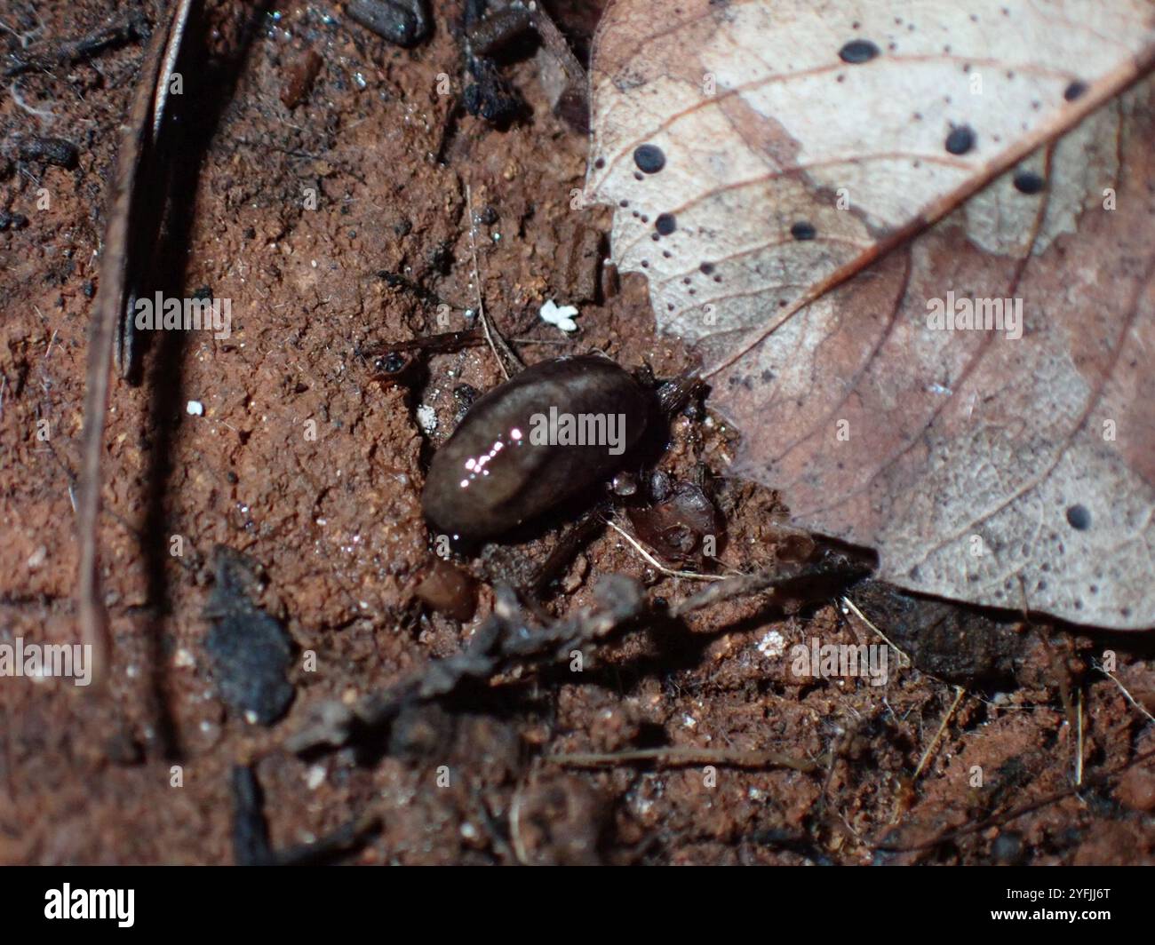 Common Land Snails and Slugs (Stylommatophora Stock Photo - Alamy