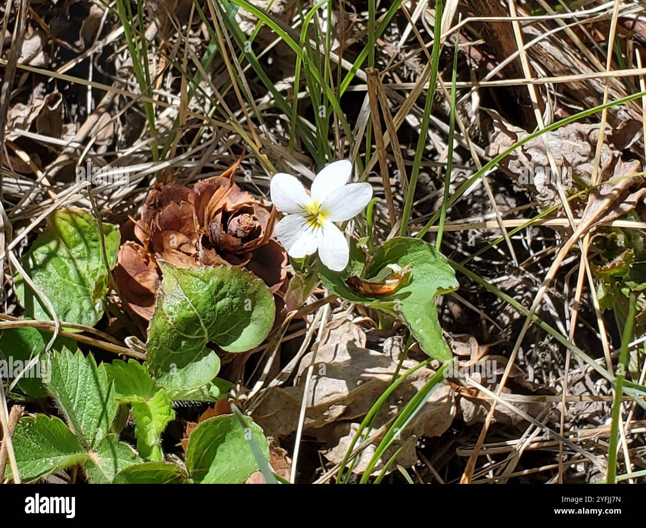 Canada violet viola canadensis hi-res stock photography and images - Alamy