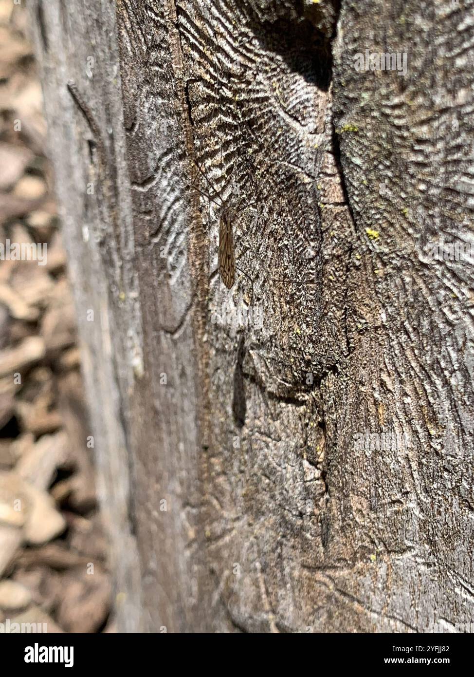 Typical Crane Flies (Tipuloidea Stock Photo - Alamy