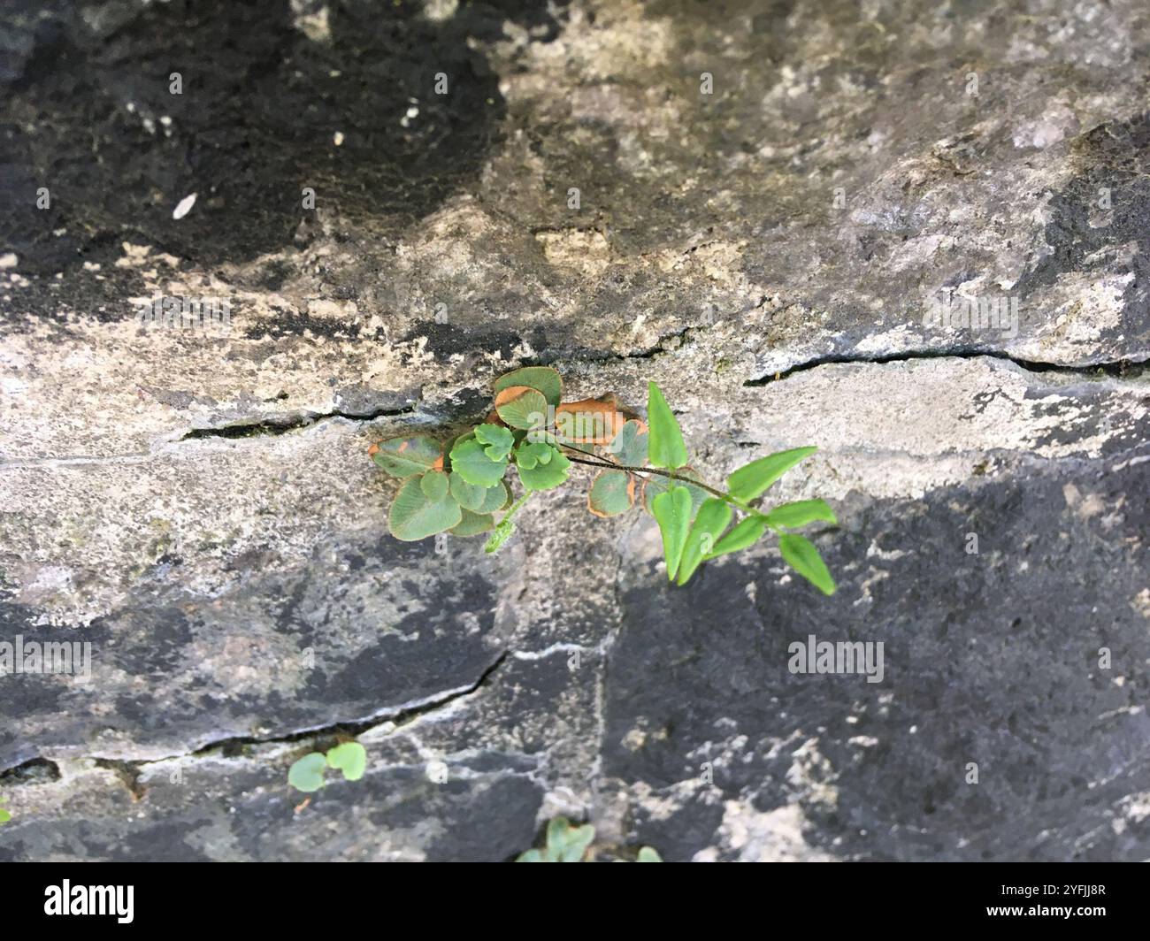 purple-stem cliffbrake (Pellaea atropurpurea Stock Photo - Alamy