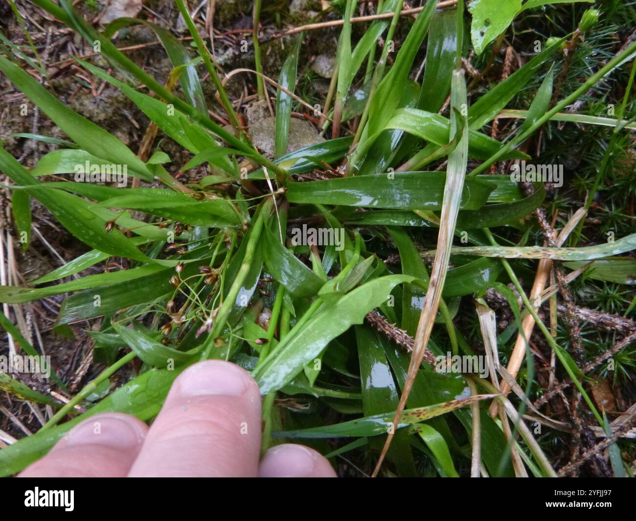 Hairy Woodrush (Luzula pilosa Stock Photo - Alamy