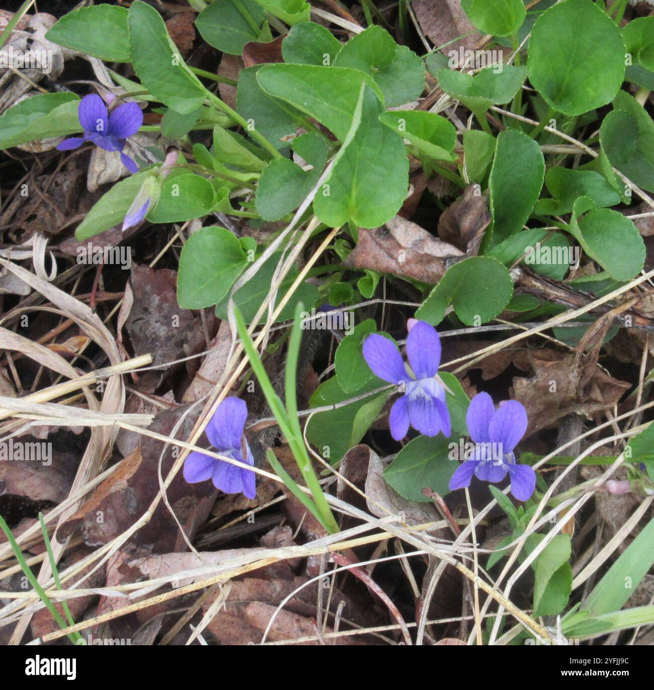 hookedspur violet (Viola adunca Stock Photo - Alamy