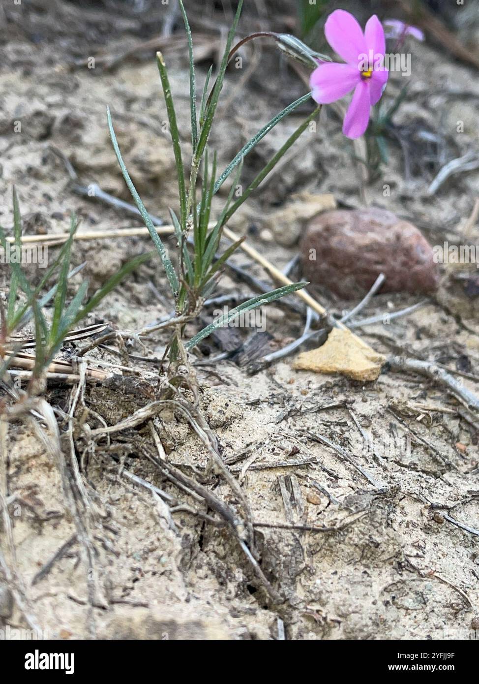 Longleaf Phlox (Phlox longifolia Stock Photo - Alamy