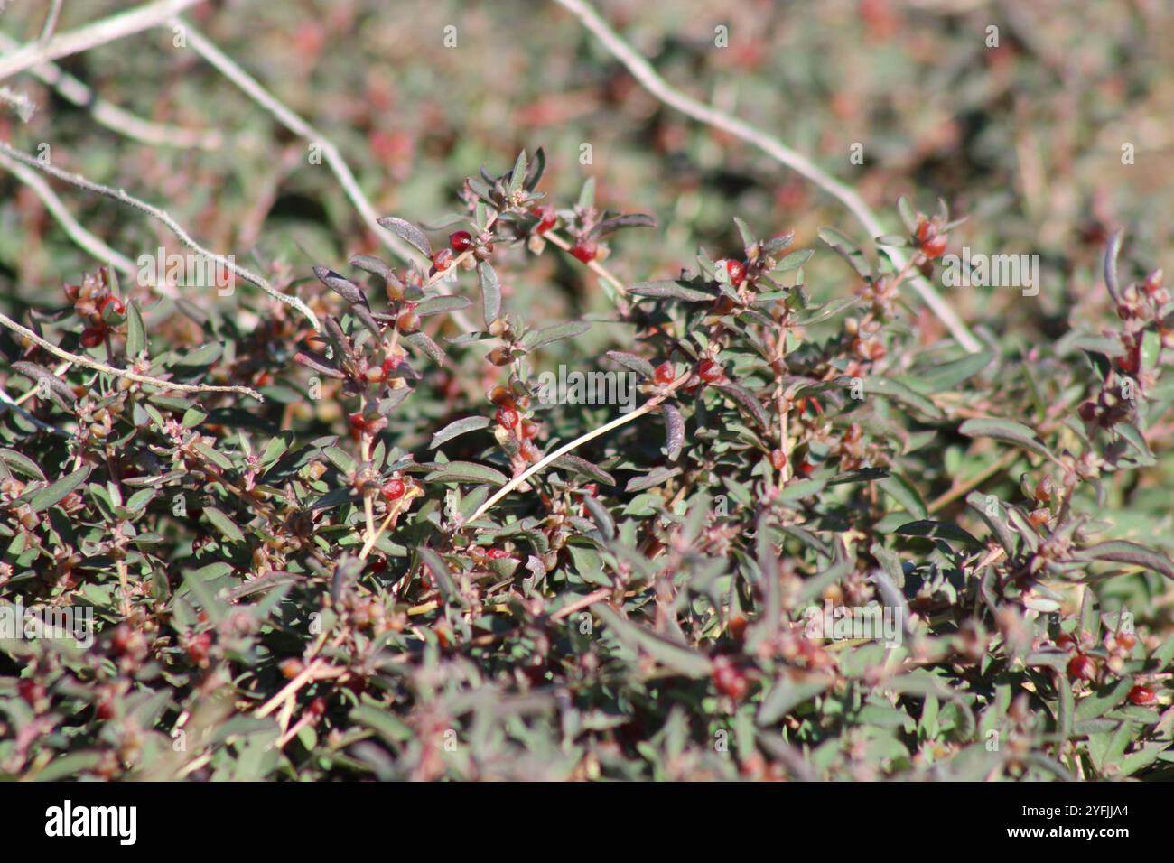 berry saltbush (Atriplex semibaccata Stock Photo - Alamy