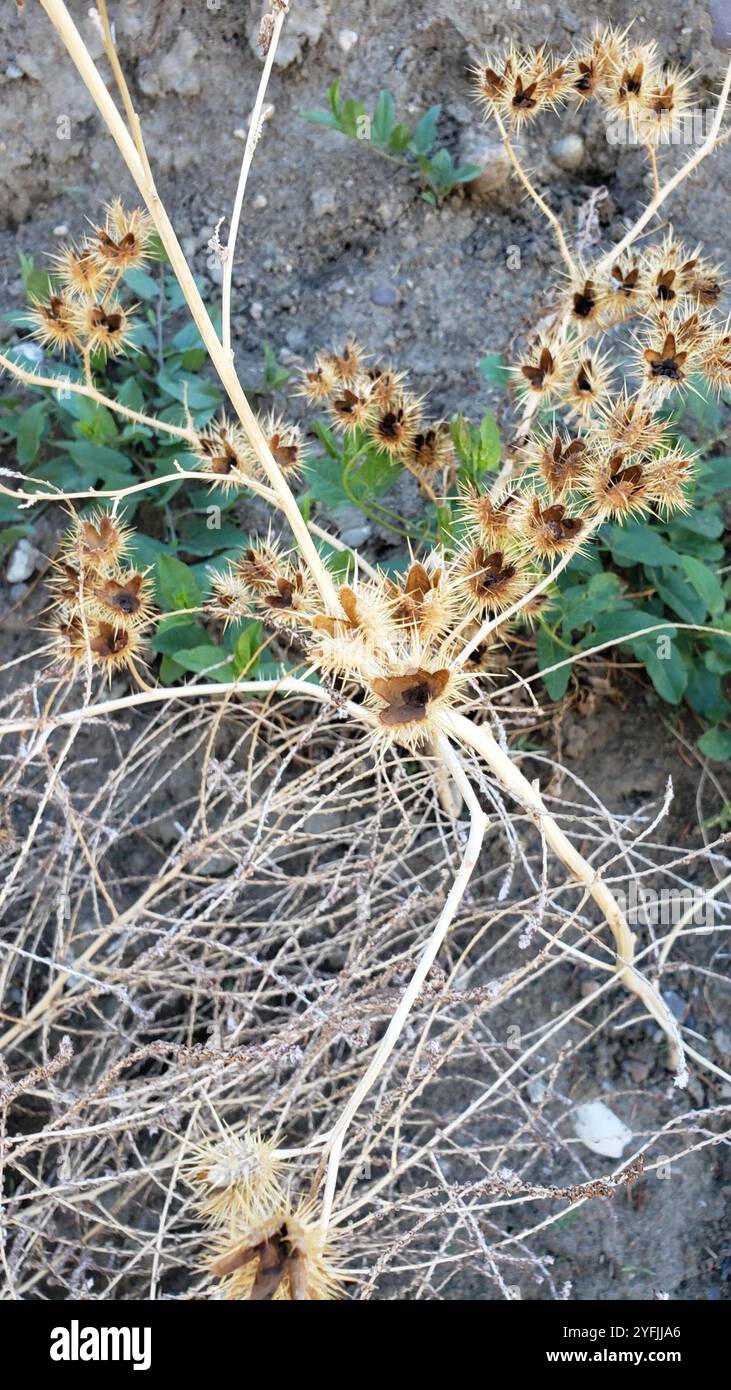 buffalo-bur (Solanum rostratum Stock Photo - Alamy