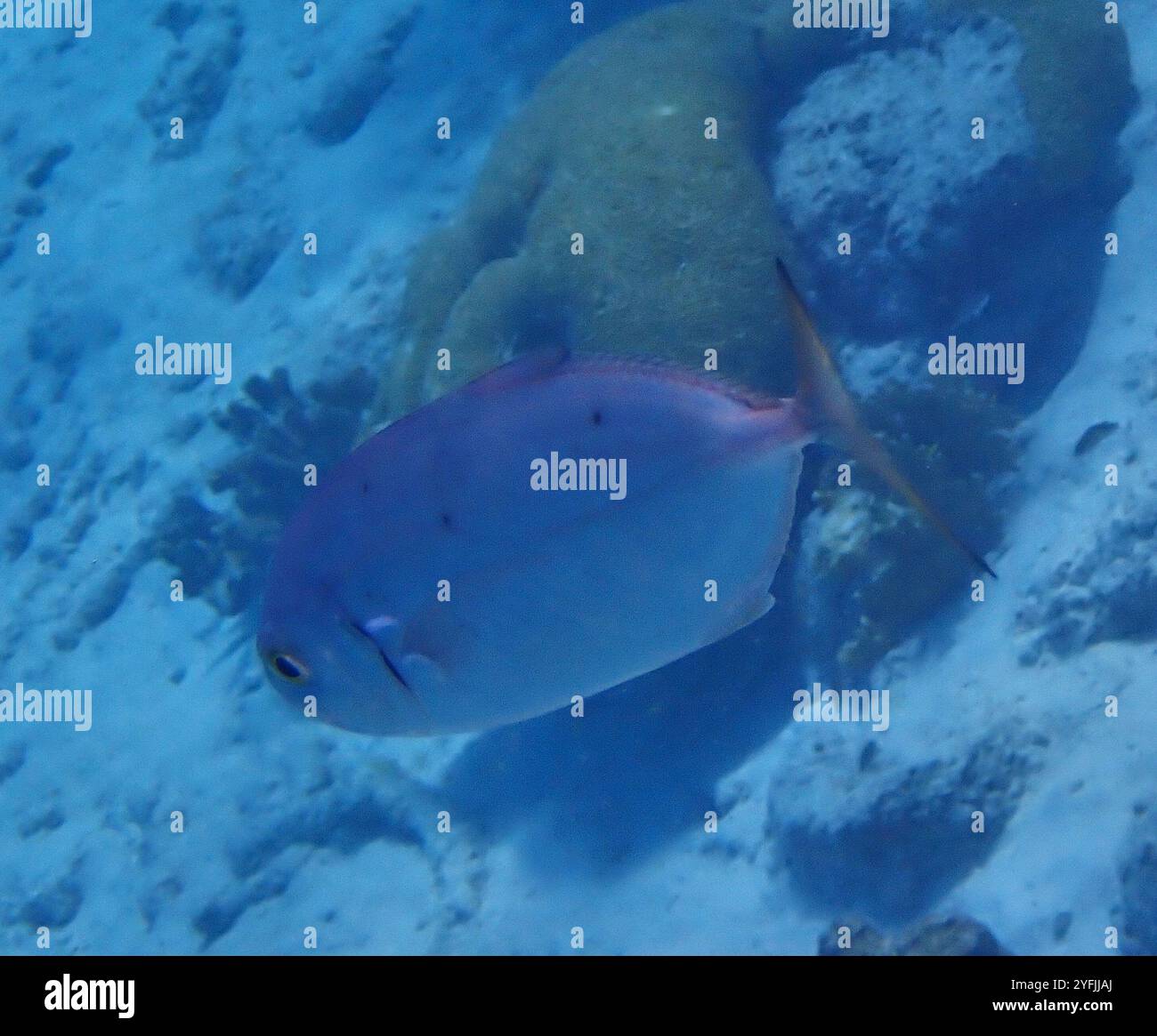 Ray-finned Fishes (Actinopterygii Stock Photo - Alamy