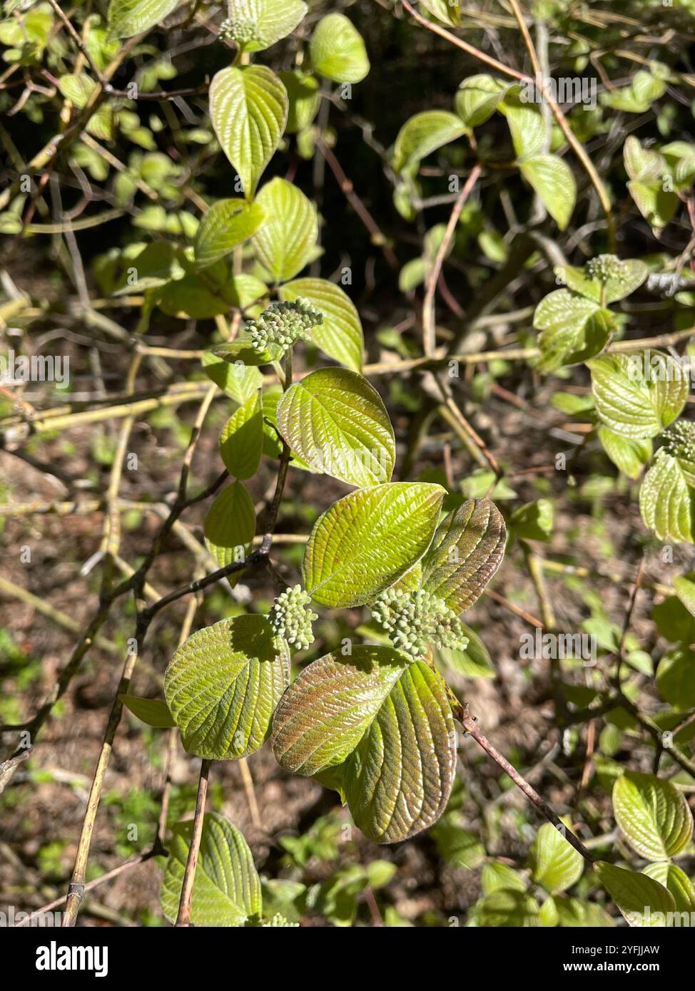 Round-leaved Dogwood (Cornus rugosa Stock Photo - Alamy
