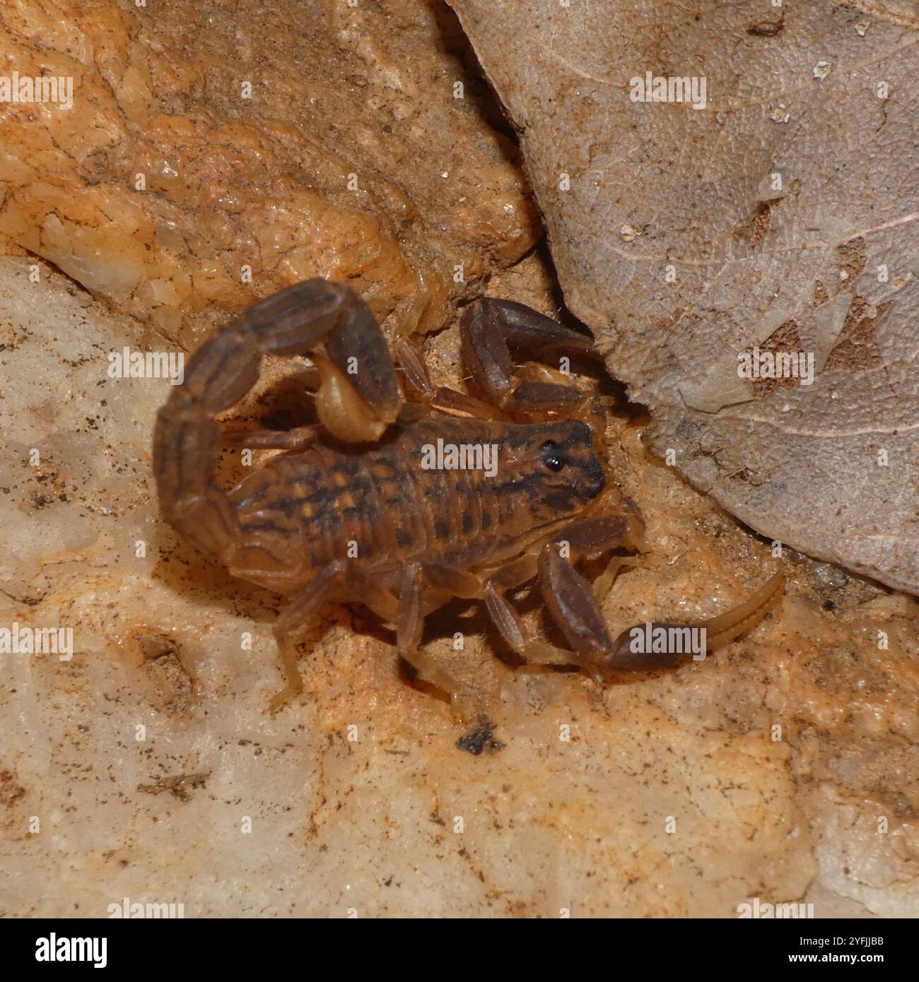 Eastern Nomad Scorpion (Hottentotta trilineatus Stock Photo - Alamy