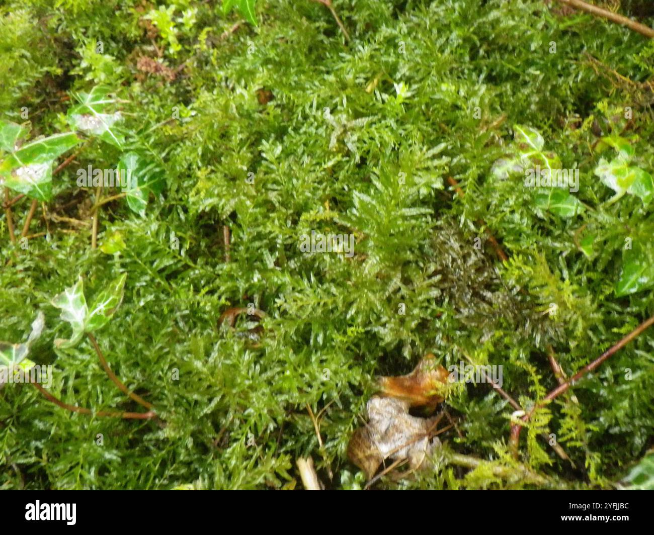 Palm-tree Moss (Plagiomnium undulatum Stock Photo - Alamy