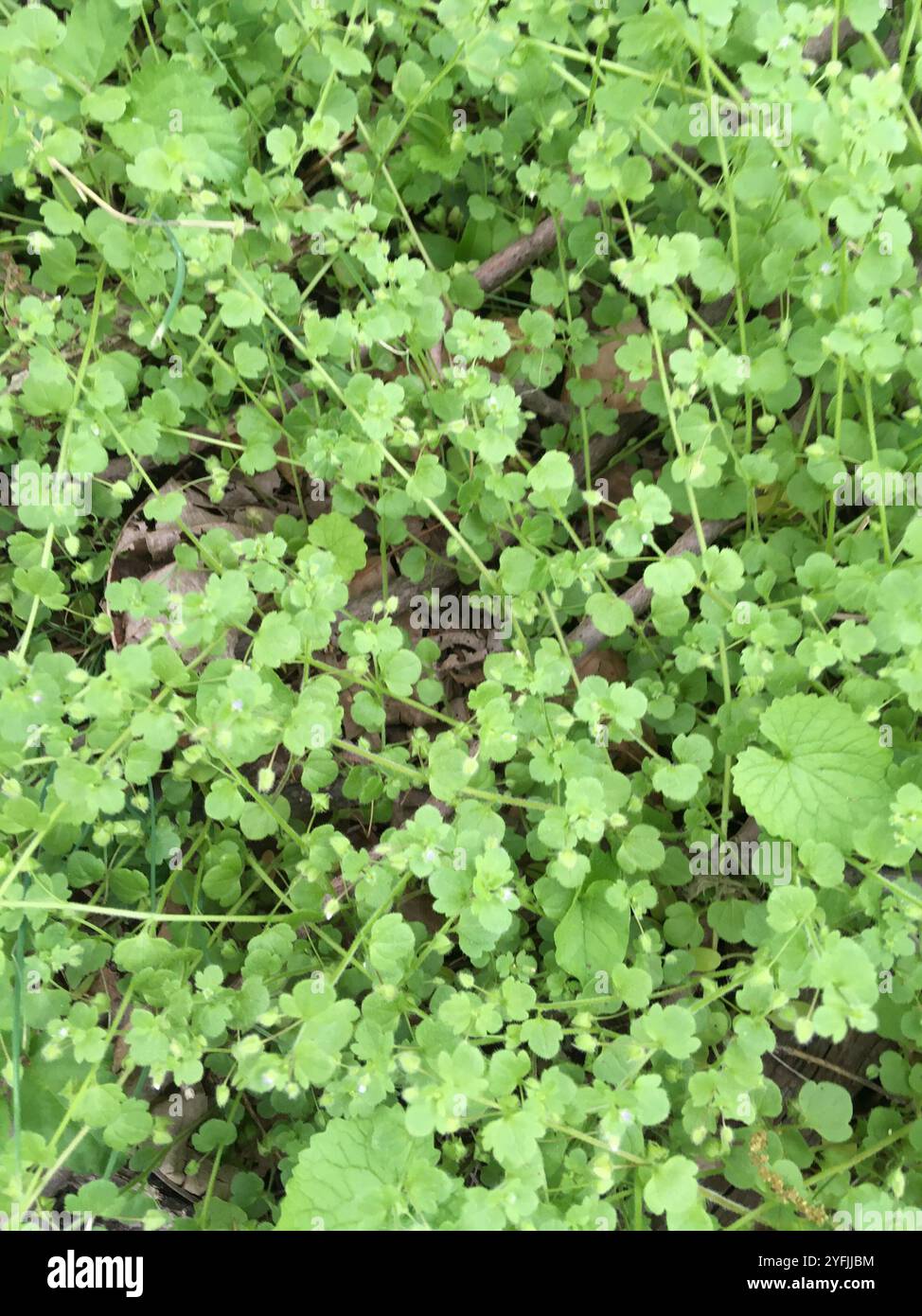 Ivy-leaved Speedwell (Veronica hederifolia Stock Photo - Alamy